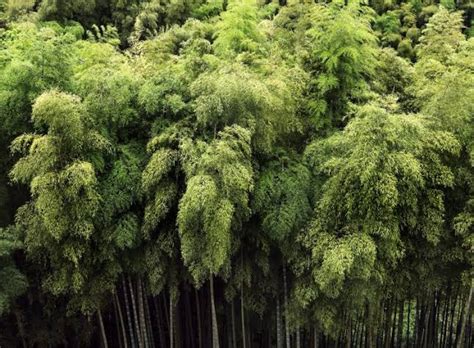 16 Major Types Of Evergreen Trees With Pictures Names AMERICAN GARDENER