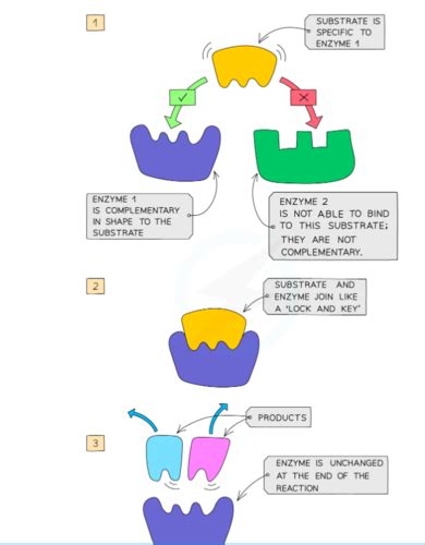 Biology Igcse Last Flashcards Quizlet