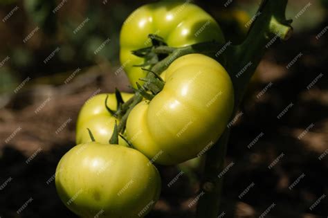 Premium Photo Growing Tomatoes In High Beds Inside A Greenhouse