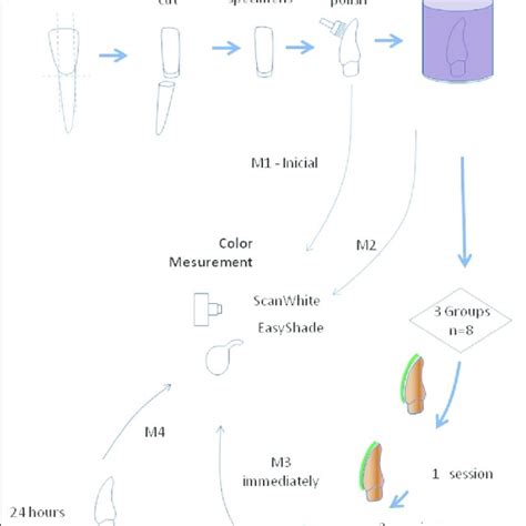 experimental setup for the different experimental protocols download
