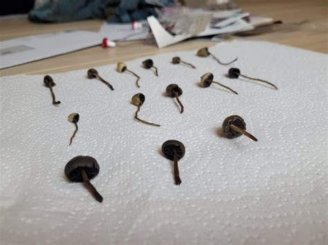 any of these not libs am sus of the last row r libertycapmushrooms