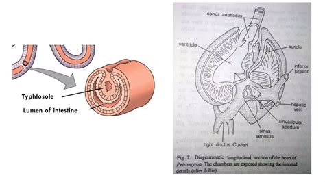 Classification Of Class Cyclostomata Up To Order Pptx