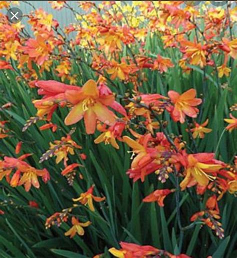 10 Bulbs Organic Crocosmia Lucifer Orange Hummingbird Like It Etsy