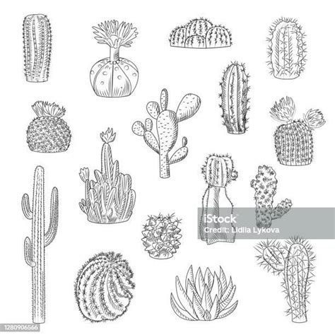 손으로 그린 스타일로 가벼운 배경에 격리 선인장 컬렉션 스케치 스타일의 야생 선인장 세트 육즙이 풍부한 사막 식물 선인장에 대한 스톡 벡터 아트 및 기타 이미지 Istock