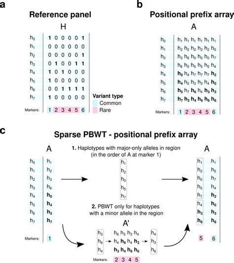 Imputation Of Low Coverage Sequencing Data From 150119 Uk Biobank Genomes Pmc