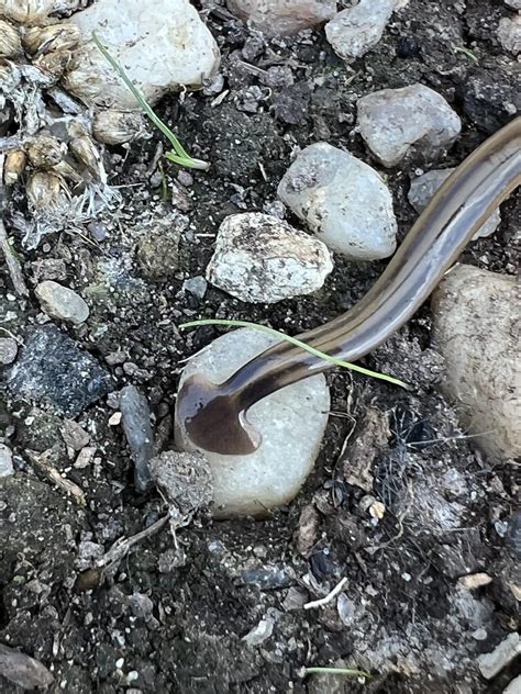 Worm Bug Alien R Whatisthisbug