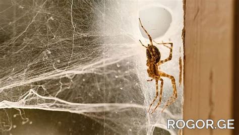 როგორ მოვაშოროთ მარტივად ობობის ქსელები თვეობით დაკეტილი აგარაკიდან Rogor Ge