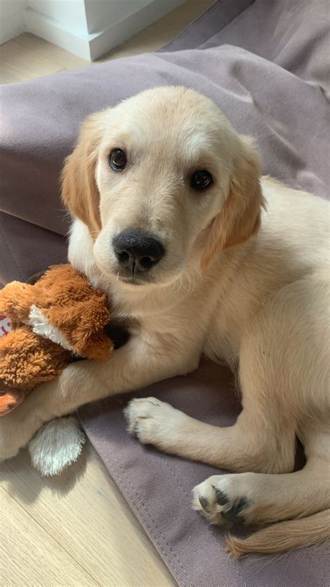 Please Welcome Lily Who Is Very Proud Of Its Fox Toy 9gag