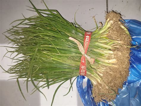 양파모종 당근 중고거래