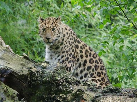 Amur Leopard And Tiger Alliance