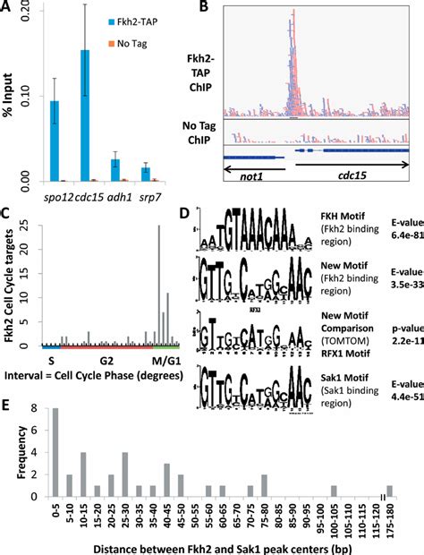 Fkh2 Chip Enrichment And Analysis Of Chip Seq Targets A Chip