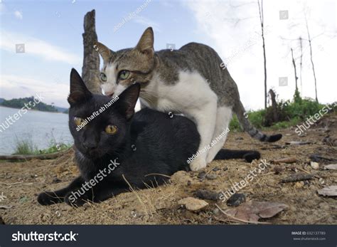Adult Cats Mate Engaged Sexual Intercourse Stock Photo 692137789 Shutterstock