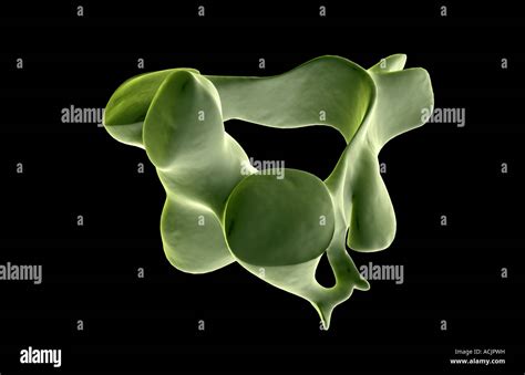 The Axis Bone Stock Photo Alamy