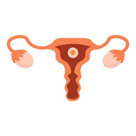 Female Reproductive System Showing Ovulation Process 55272665 Vector Art At Vecteezy