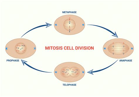 Premium Vector Mitosis Cell Prophase Metaphase Anaphase Telophase Vector Illustration Cell