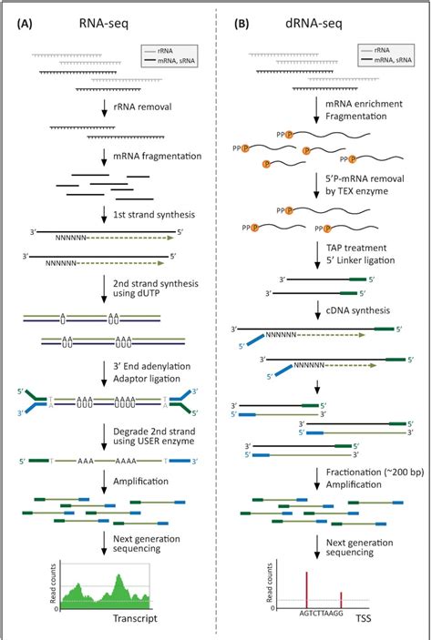 Methods For Strand Specific Rna Seq A Rna Seq Method Using Dutp Download Scientific Diagram