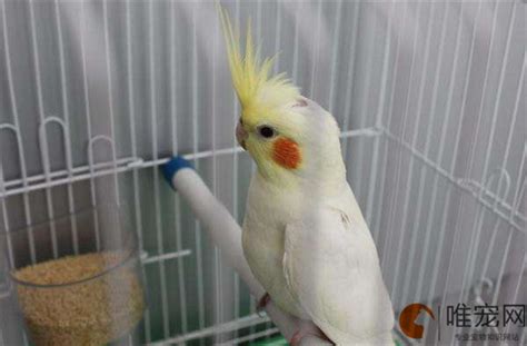 燕子幼崽吃什么能活 怎么喂养唯宠网