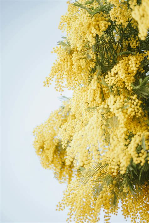 Бесплатные стоковые фото на тему Acacia Dealbata Flore аромат ботаника ботанический букет