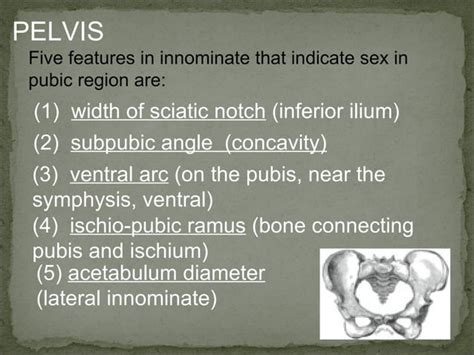 Sex Determination PPT