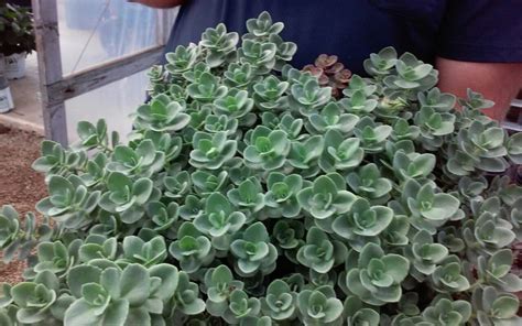 Sedum 3 Edges Will Turn Reddish In The Sun Sedum Succulents Garden