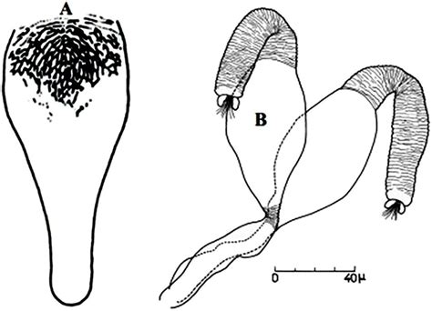 Phlebotomus Mascitti ♀ [53] A Pharynx B Spermathecae Download Scientific Diagram