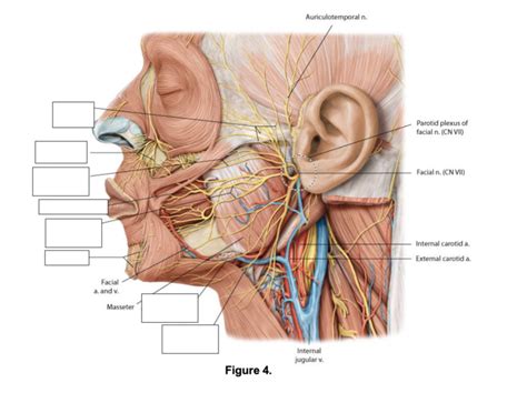 Lab 3 Diagram Figure 4 Diagram Quizlet