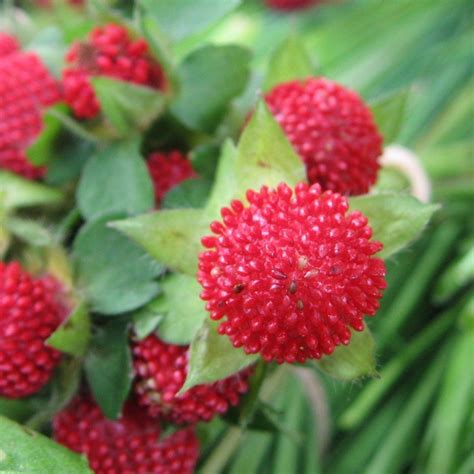Дюшенея индийская, Duchesnea indica – купить онлайн на ROZETKA