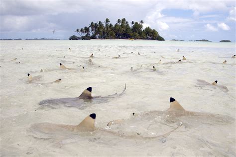 There Are Millions Of Blacktip Sharks Migrating Past Florida Right Now