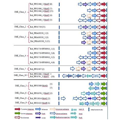Conserved Cds Architectures Within Imes The Classification Of Imes Download Scientific