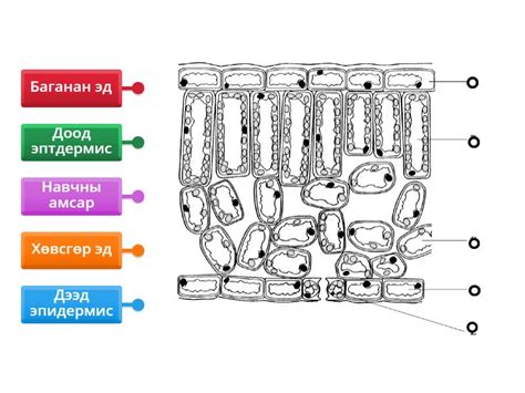 Навчны дотоод бүтцийг тохирох нэртэй нь холбоорой Labelled Diagram