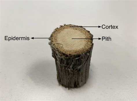 Stalks Fraction Of Cardoon Pith Cortex And Epidermis Download Scientific Diagram