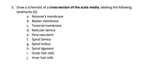 Solved 5 Draw A Schematic Of A Cross Section Of The Scala Media
