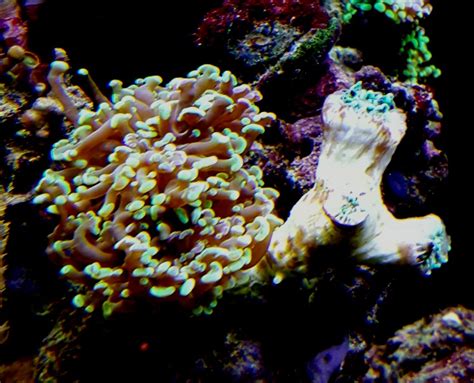 Frog Members Gallery Wamas Forums