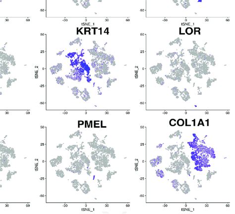 Feature Plots Of Genes Defining Different Cell Types In Normal Skin