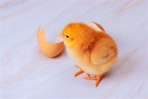 Cute Chick Hatching From Egg On Plain Surface In Bright Setting Stock