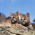 Cougar Hinterland Whos Who