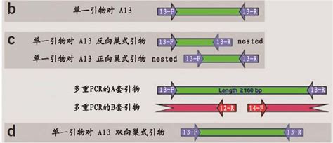 Primer Design Strategy For Multiplex Amplification Of Ancient Dna