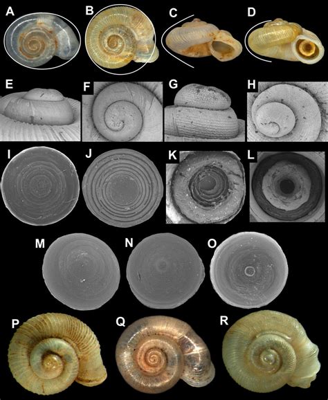 Characters States Of The Shell And The Operculum Shell Shapes From Download Scientific Diagram