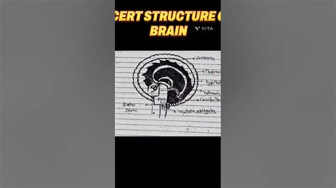 Structure Of Brain Classfication Youtube