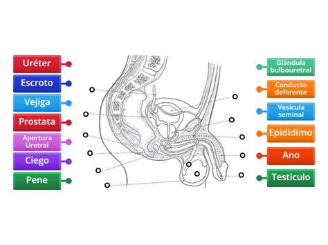 Sistema Genital Masculino Diagrama Con Etiquetas