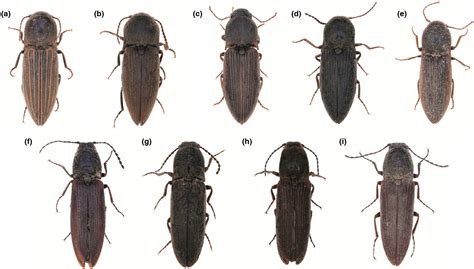 Mixed Sex Pheromone Lures For Combined Captures Of Agriotes And