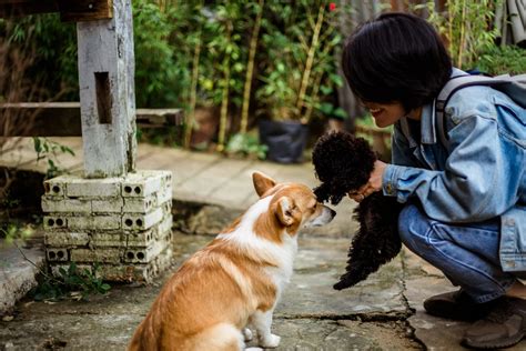 The Pros and Cons of Adopting a Shelter Pet - Pixel Dimes