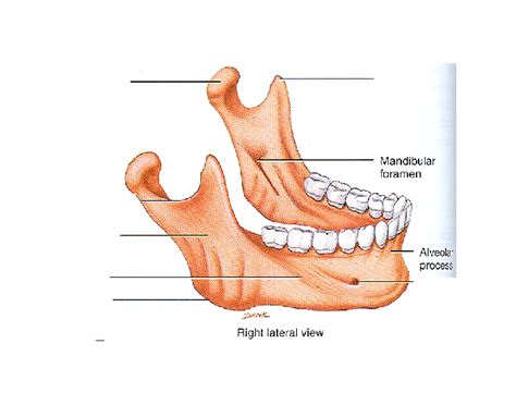 Mandible Quiz