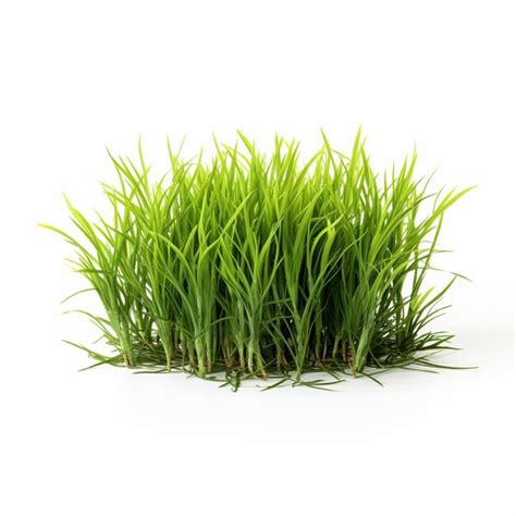 Real Photo Of Grass Isolated Background Premium Ai Generated Image