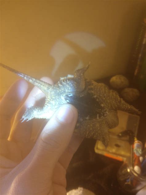 Sex My Turtle Please Sorry For The Picture Quality He Was Cranky This Morning He S A