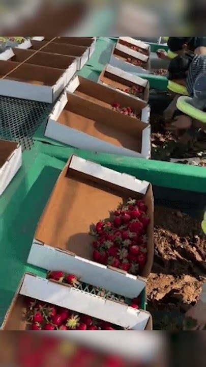 꿀알바 인증 호주 딸기농장 Shorts Youtube