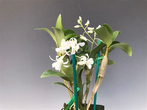 Dendrobium Aberrans X Dendrobium Johnsoniae La Foresta Orchids