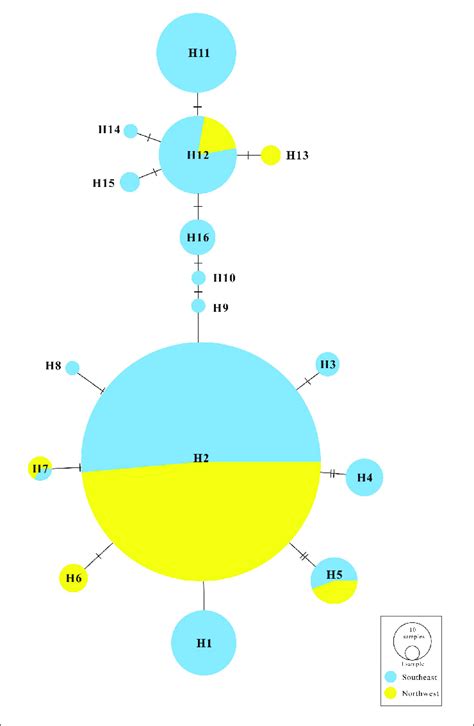 tcs statistical parsimony network of g lawrencei var farreri 16