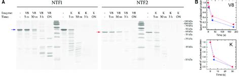 The Comparison Of The Proteolytic Susceptibility Of The N Terminal Download Scientific Diagram
