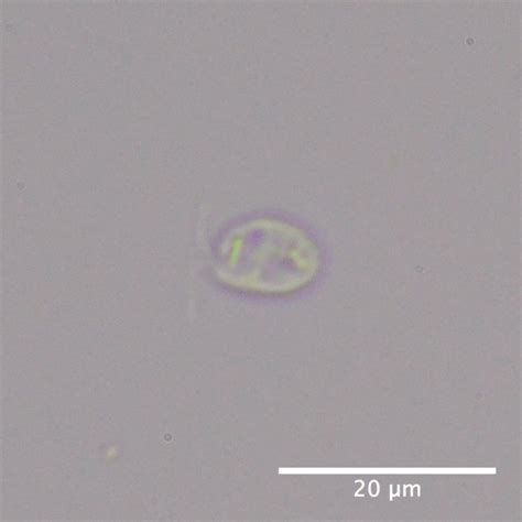 Cryptophytes Protists In Singapore
